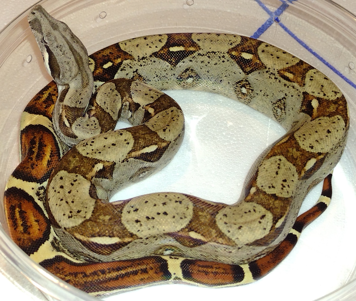 Male Columbian Red Tail Boa Constrictor by Manhattan Reptile Planet ...