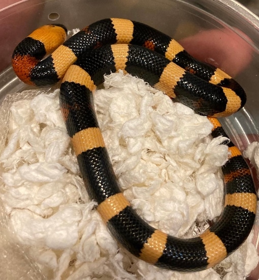 2022 Male Halloween Pueblan Milk Snake by Manhattan Reptile Planet
