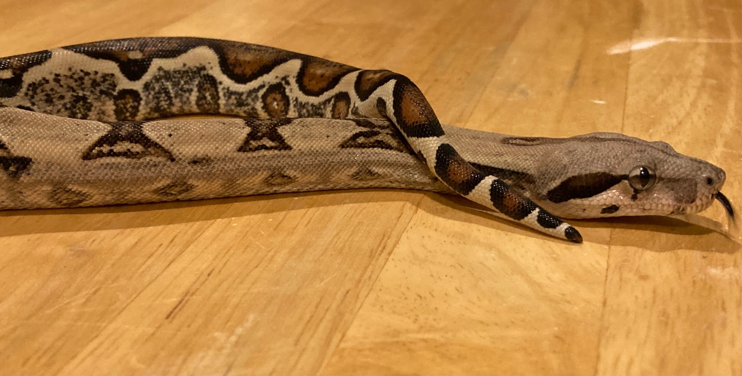 Silver Columbian Boa Boa Constrictor by Manhattan Reptile Planet ...