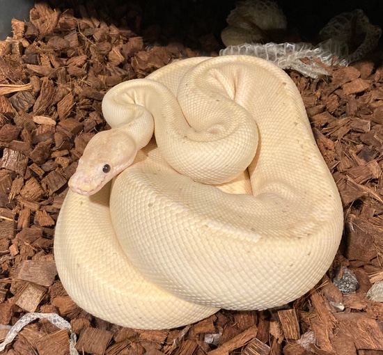 Banana Champagne Ball Python by Manhattan Reptile Planet