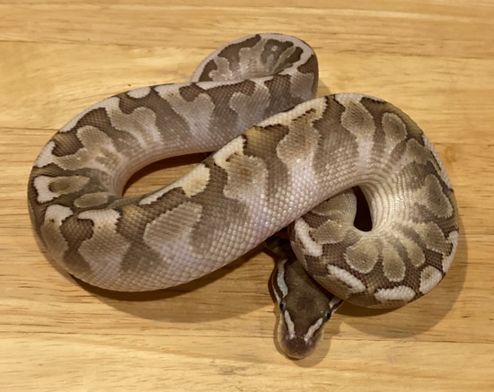 Bamboo Yellow Belly Ball Python by Manhattan Reptile Planet