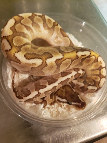 Bamboo Yellow Belly Ball Python by Manhattan Reptile Planet
