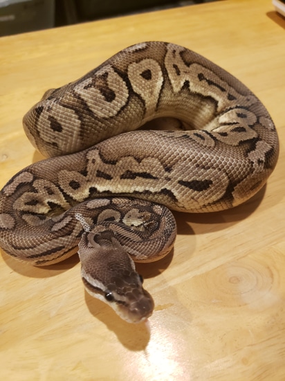 2022 Female Pastel Black Pastel Pewter Ball Python by Manhattan Reptile ...