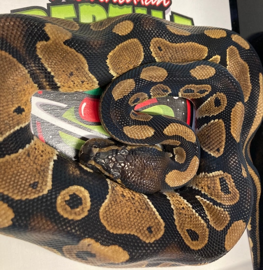 Normal Ball Python by Manhattan Reptile Planet