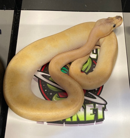 Champagne Pastel Ball Python by Manhattan Reptile Planet