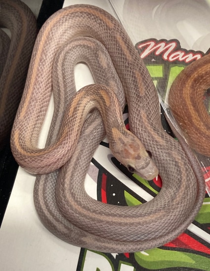 Moonstone Motley Het Hypo Corn Snake by Manhattan Reptile Planet
