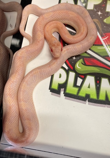 Opal Corn Corn Snake by Manhattan Reptile Planet