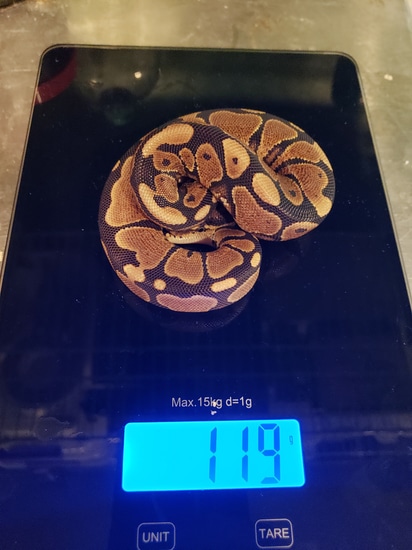 2023 Female Yellow Belly Het Toffee 119 Grans Ball Python by Manhattan ...
