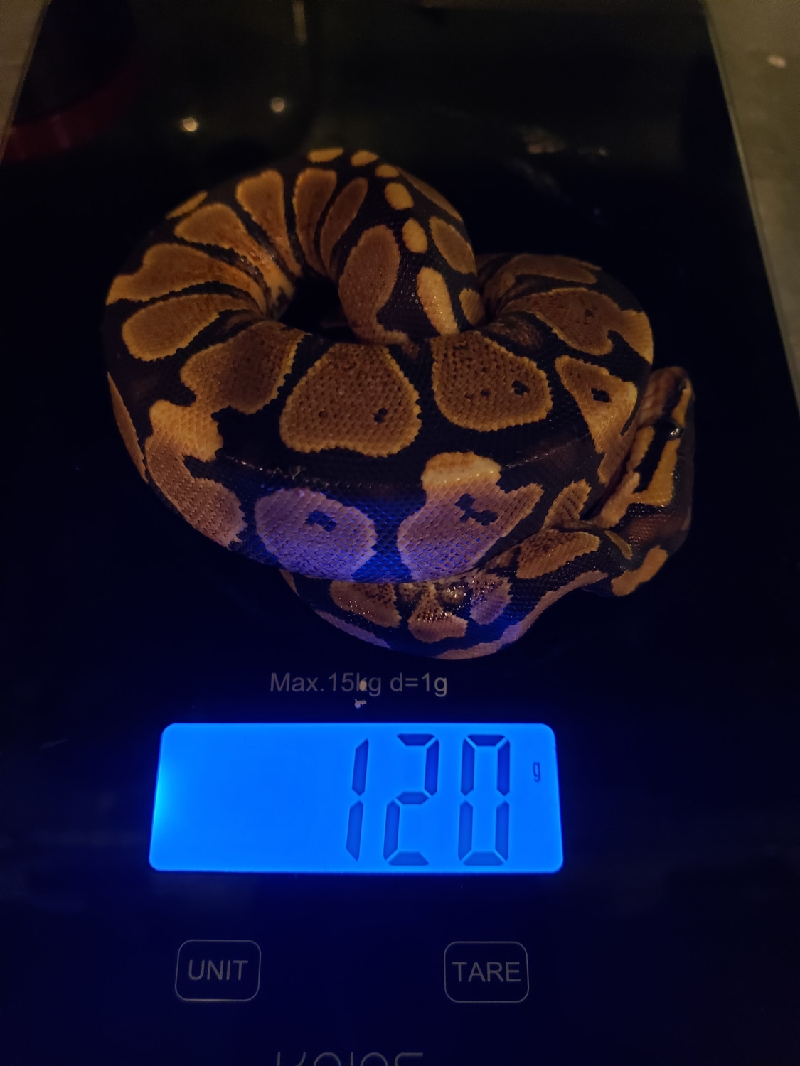 2023 Female Yellow Belly Het Toffee Ball Python by Manhattan Reptile ...