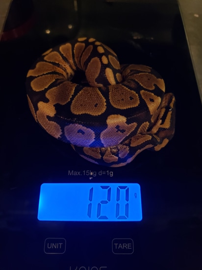 2023 Female Yellow Belly Het Toffee Ball Python by Manhattan Reptile Planet