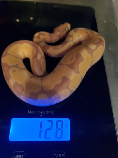2023 Male Toffee Enchi 128 Grams Ball Python by Manhattan Reptile Planet
