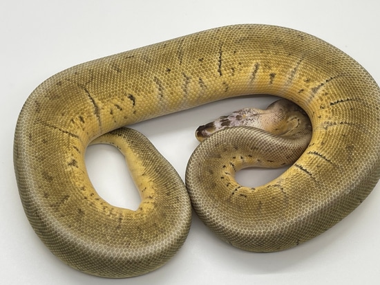 Super Pastel Pinstripe Scaleless Head Ball Python by Manhattan Reptile ...