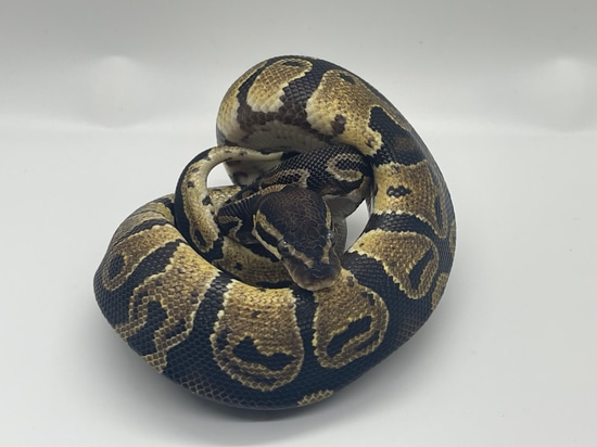 Blitz Ball Python by Manhattan Reptile Planet