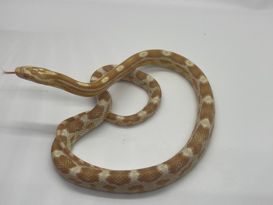 Butter Het Stripe Het Lavender Corn Snake by Manhattan Reptile Planet