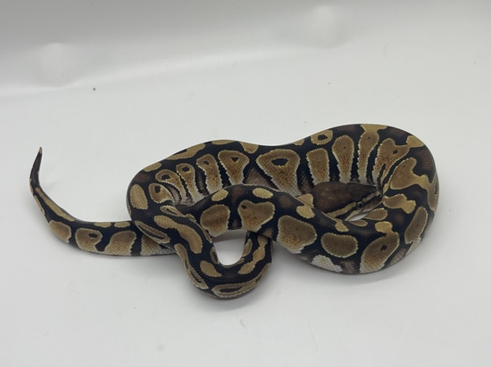 Russo Ball Python by Manhattan Reptile Planet