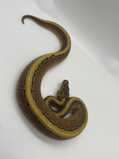 Pinstripe Ball Python by Manhattan Reptile Planet