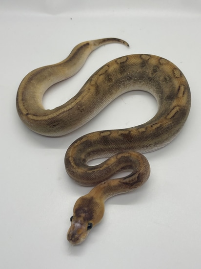 Champagne Scaleless Head Ball Python by Manhattan Reptile Planet