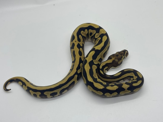 Lesser Leopard Ball Python by Manhattan Reptile Planet
