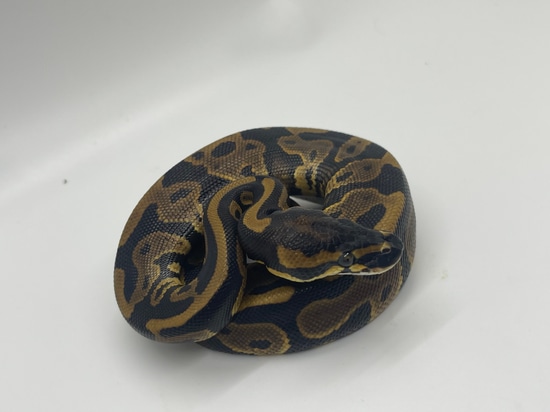 Leopard Male Ball Python by Manhattan Reptile Planet