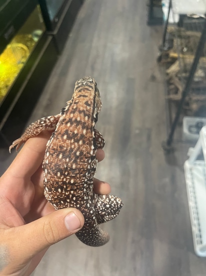 Red Tegu Het Anery Other Tegus by Manhattan Reptile Planet