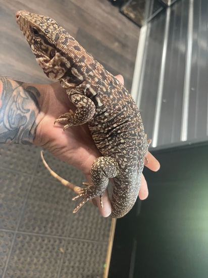 Red Tegu Het Anery Other Tegus by Manhattan Reptile Planet