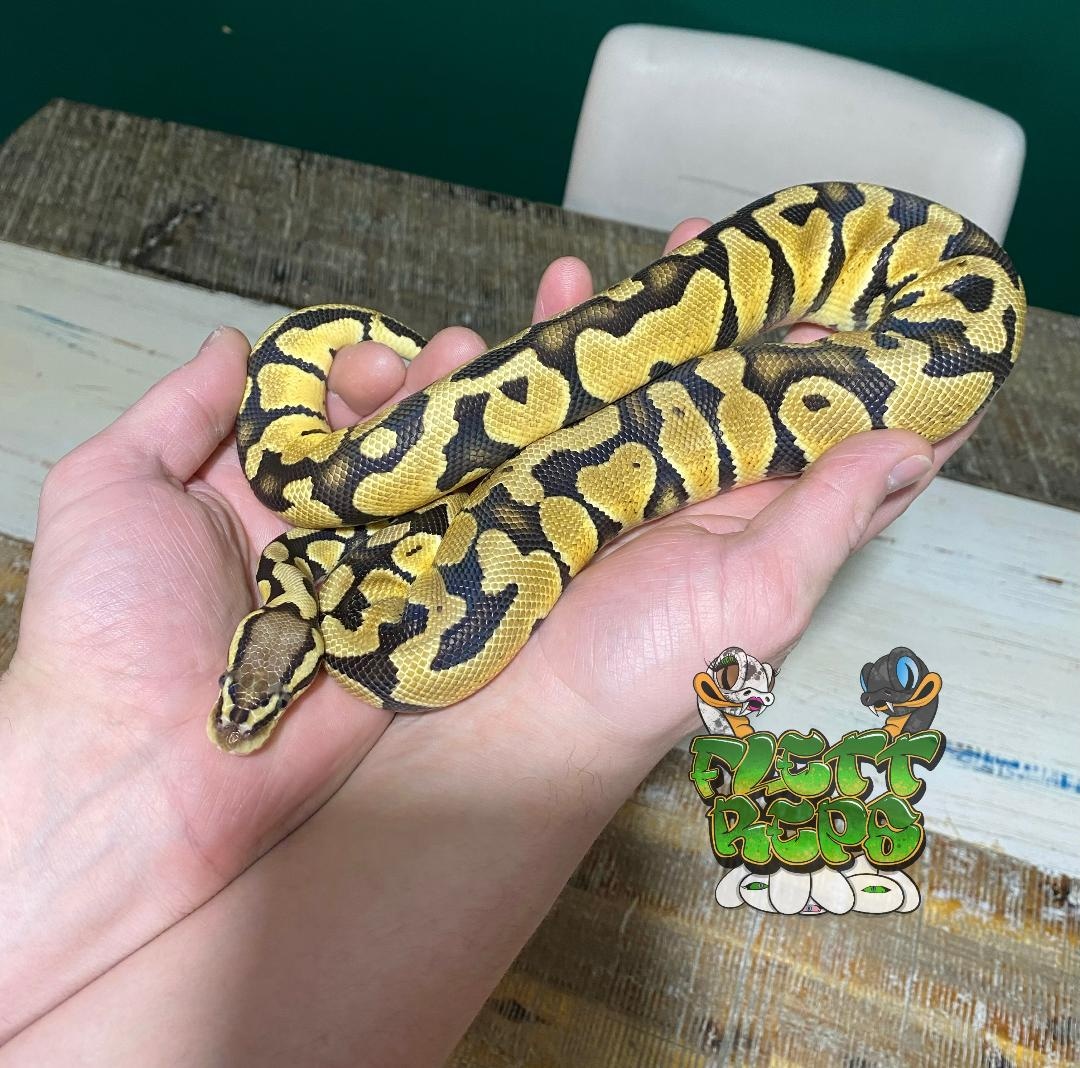 Enchi Pastel Het Clown Het Hypo Ball Python by Flett_reps - MorphMarket