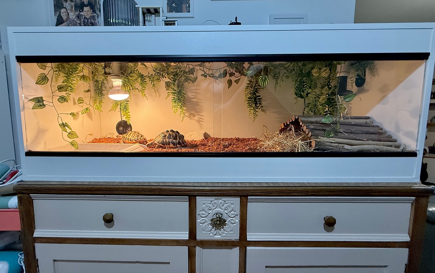 2x Dwarf Hermanns Tortoise 5 years old