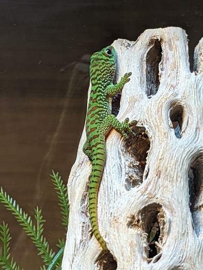 Madagascar Giant Day Gecko by Kay's Kreature Shop