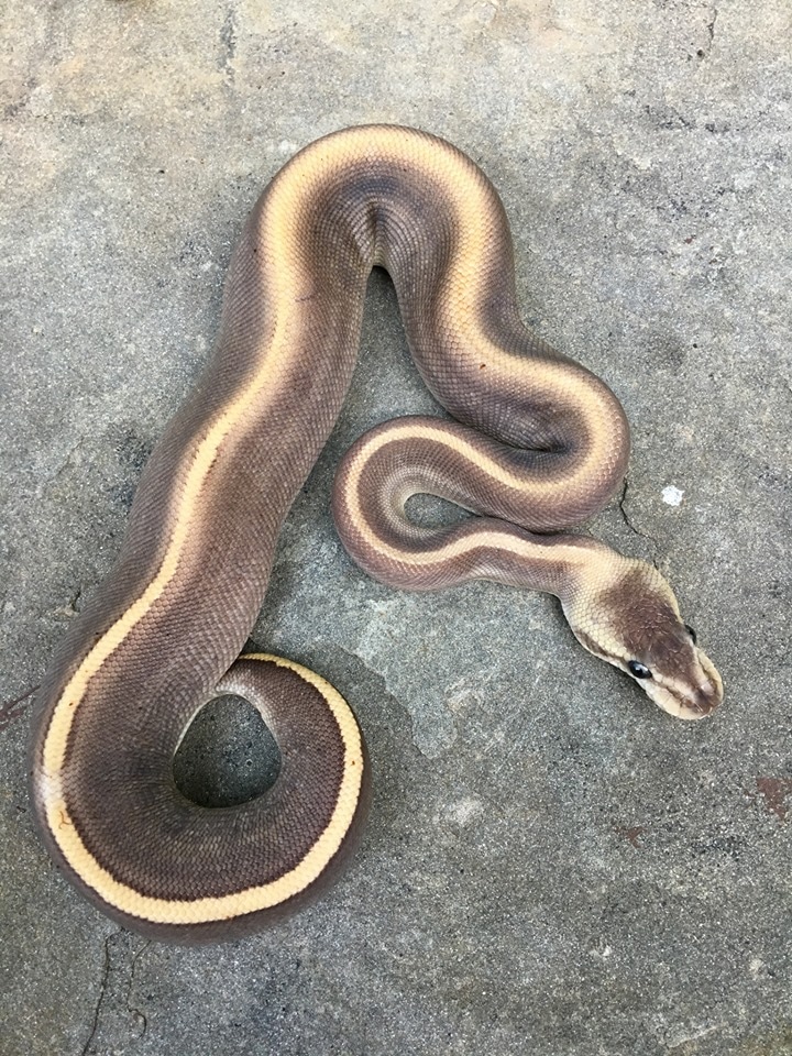 GHI Mojave Puma Ball Python by Paul Kaiser Reptiles - MorphMarket