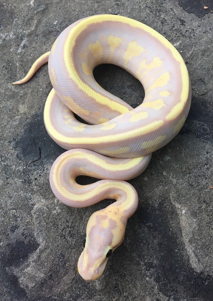 Coral Glow Superstripe Ball Python by Paul Kaiser Reptiles - MorphMarket