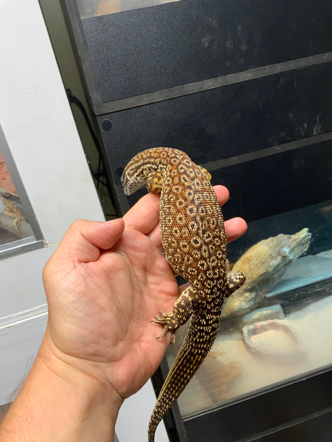 Retes Line Red Ackie Spiny-Tailed Monitor by Acacia Reptiles - MorphMarket