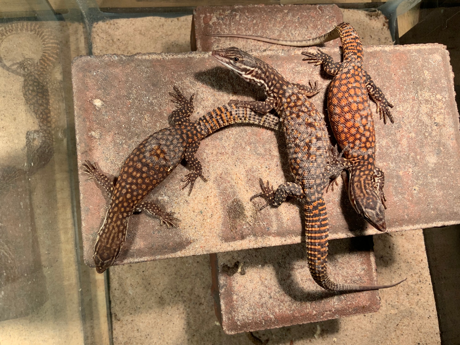 Retes X EU Red Ackies Ackie Monitor by Acacia Reptiles - MorphMarket