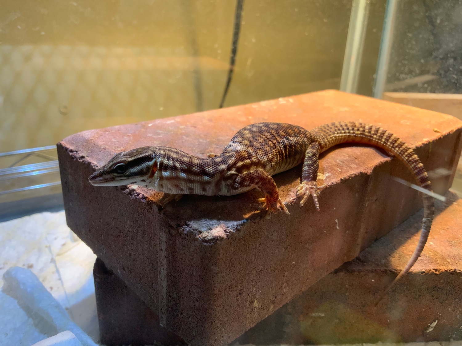 Pet Only Red Ackie Spiny-Tailed Monitor by Acacia Reptiles - MorphMarket