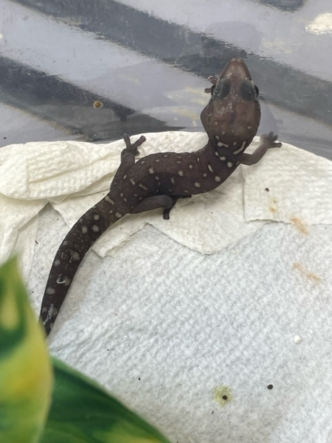 Ocellated Velvet Geckos More Gecko by Acacia Reptiles - MorphMarket