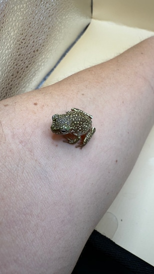 Pure Australian Blue Phase Super Snowflake - Litoria Caerulea White's Tree Frog by Flora Colossi ...