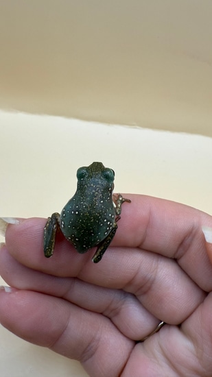 EXACT FROG- CBB Pure Blue Phase Australian White’s Tree Frog -Super ...