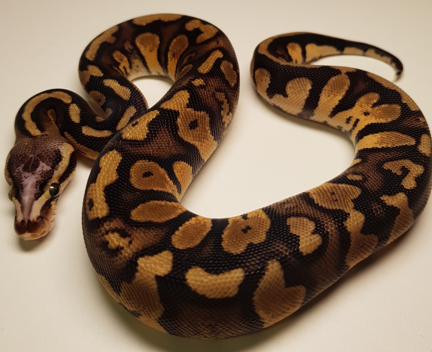 Stranger Pastel SH 66% Het Piebald Ball Python by MainhattenMorphs ...
