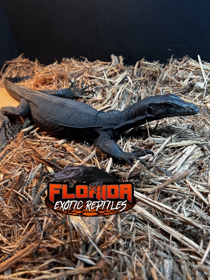 Black Dragon Water Monitor by Florida Exotic Reptiles