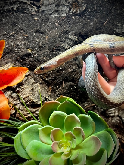 Male Black Copper Rat Snake Other Rat Snake by Florida Exotic Reptiles