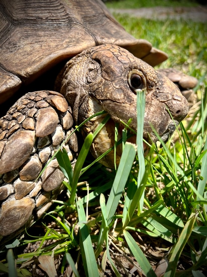 Female Sulcata Tortoise by Florida Exotic Reptiles