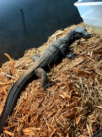 Black Dragon Water Monitor by Florida Exotic Reptiles