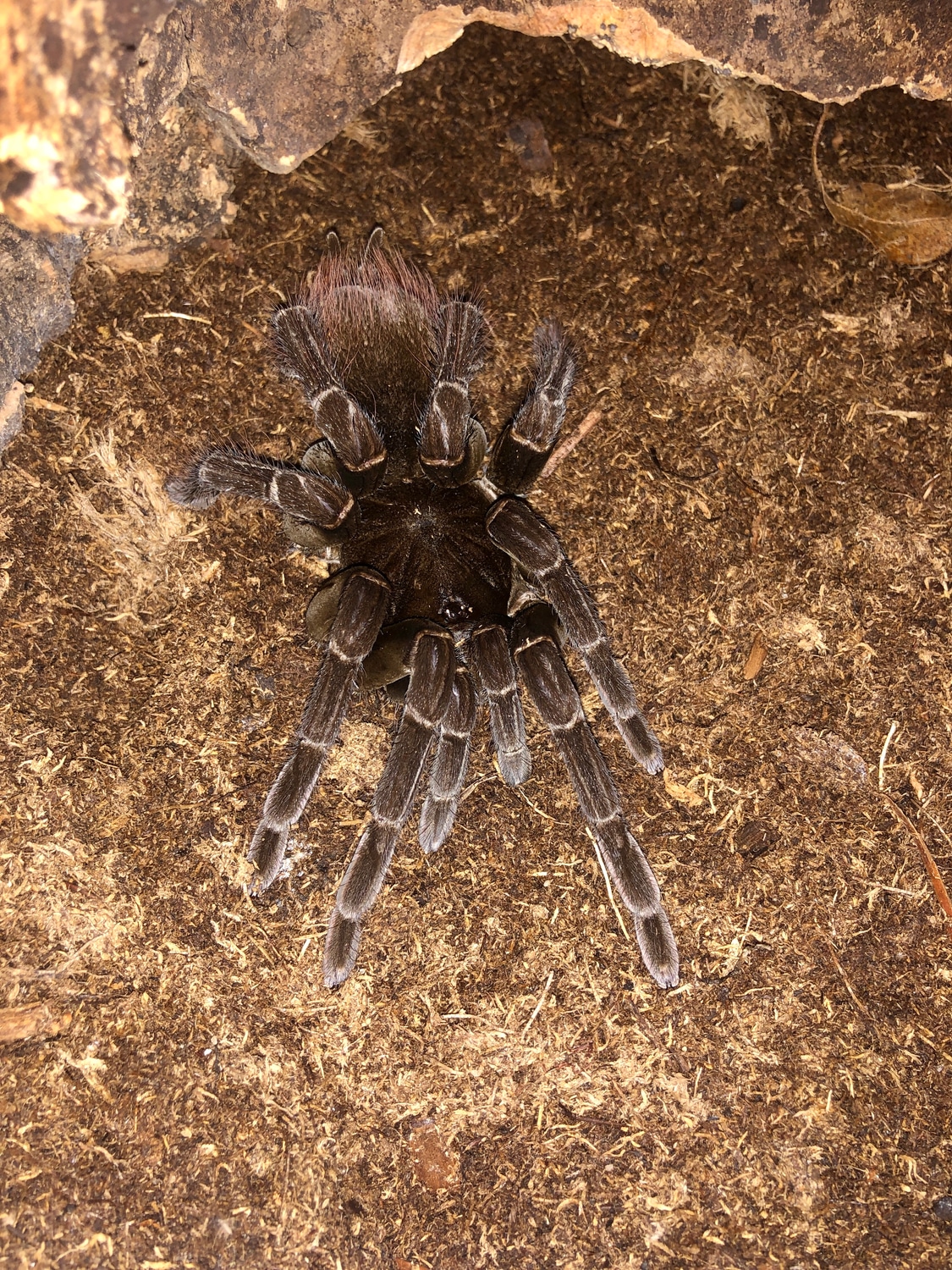 Bolivian Blue Leg Tarantula by Florida Exotic Reptiles - MorphMarket