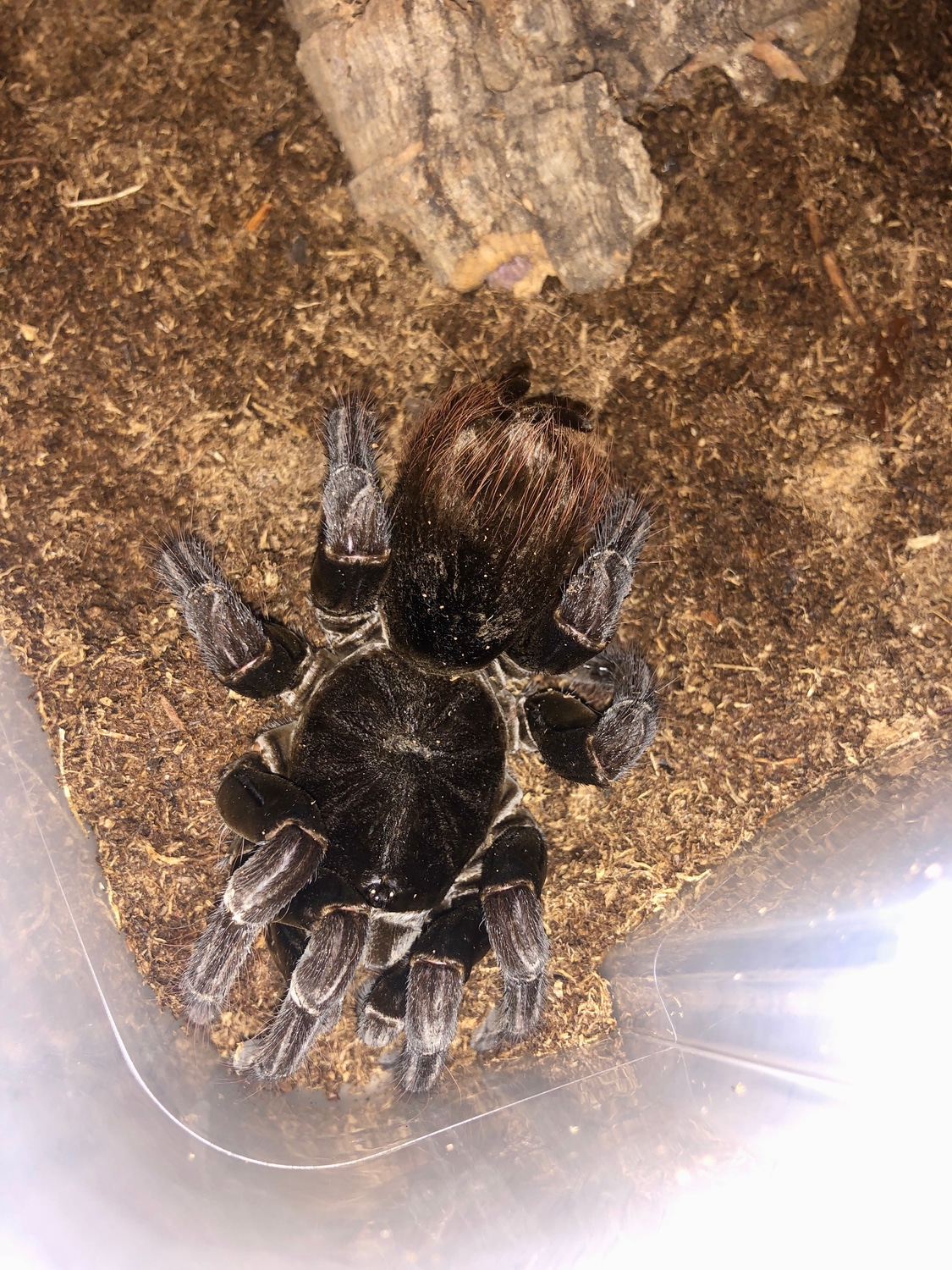 Bolivian Blue Leg Tarantula by Florida Exotic Reptiles - MorphMarket