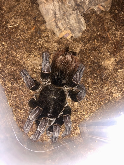 Bolivian Blue Leg Tarantula by Florida Exotic Reptiles