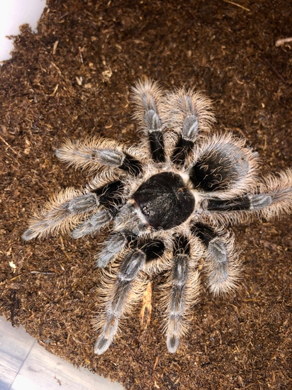 Curley Hair Tarantula by Florida Exotic Reptiles