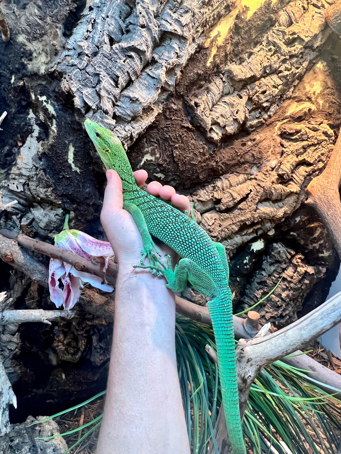 Male Green Tree Monitor by Florida Exotic Reptiles - MorphMarket
