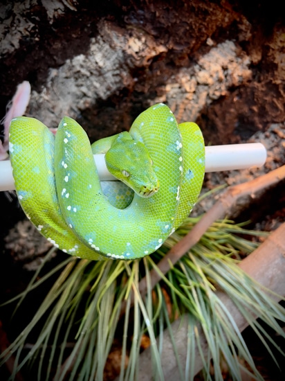 Female Aru Green Tree Python by Florida Exotic Reptiles