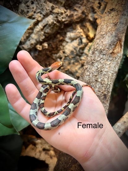 Hundred Flower Rat Snake Pair - Elaphe Moellendorffi Other Rat Snake by ...