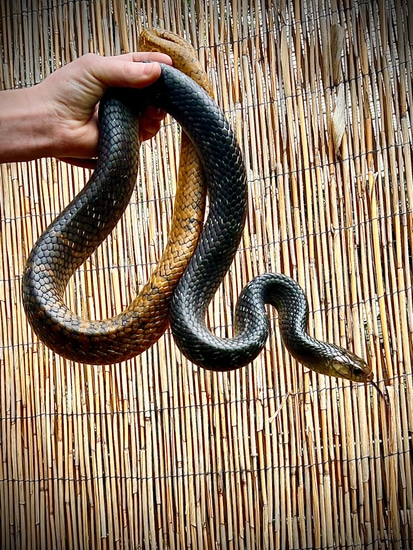 Juvenile Yellow Tailed Cribo Pair Cribo & Indigo Snakes by Florida ...