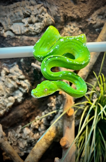 Female ARU Green Tree Python by Florida Exotic Reptiles